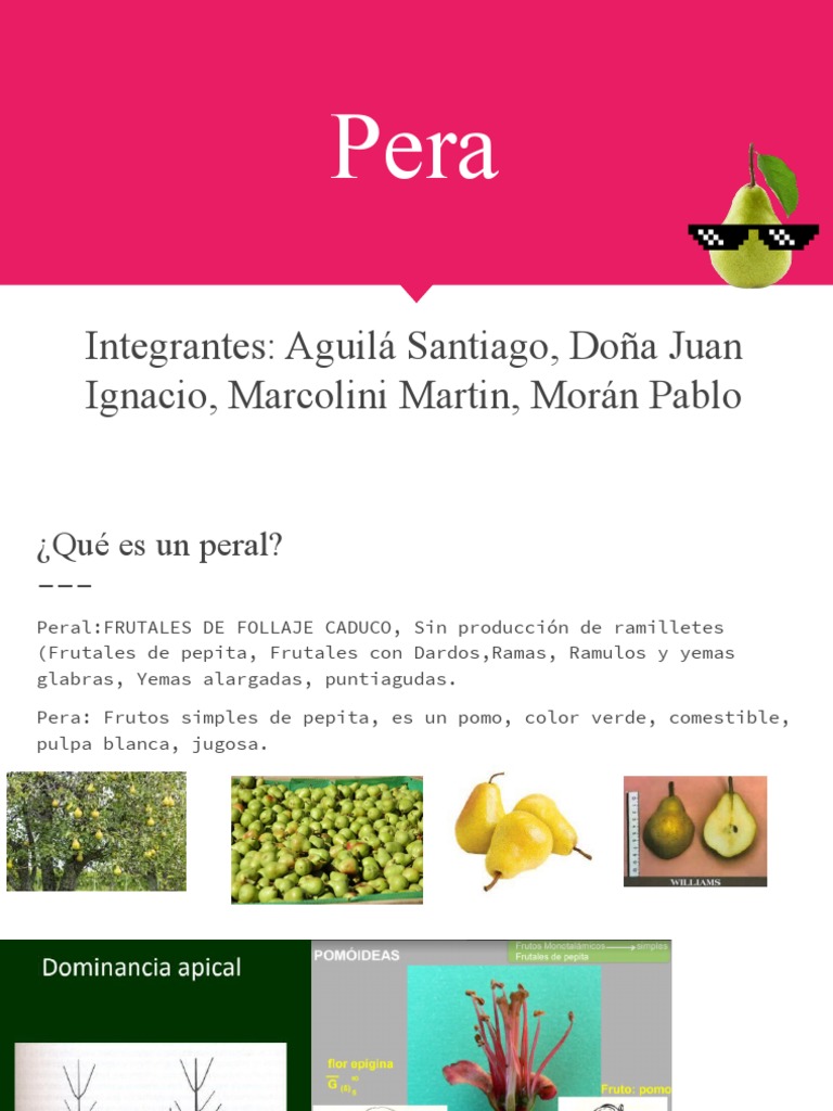 Presentacion Pera | PDF | Pera | Cosecha