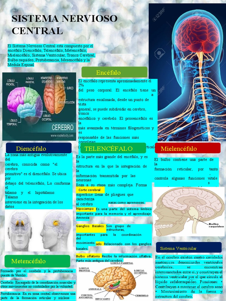 Sistema Nervioso Central | PDF | Cerebro | Sistema nervioso central