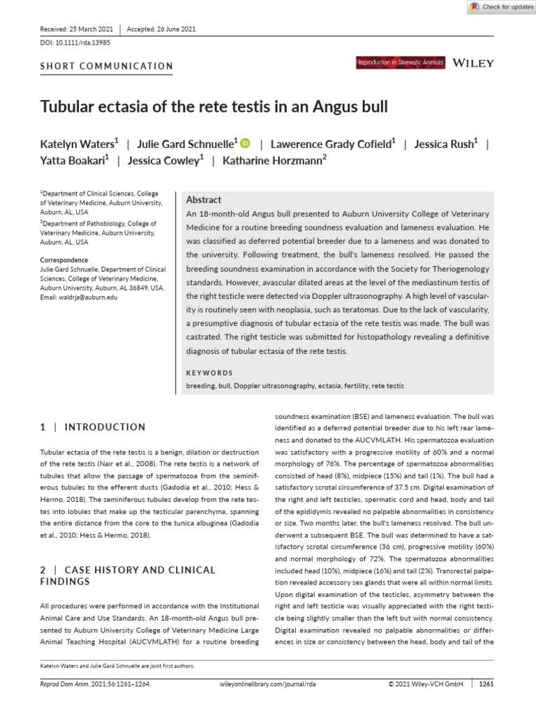 Tubular Ectasia of The Rete Testis in An Angus Bull | PDF | Testicle ...
