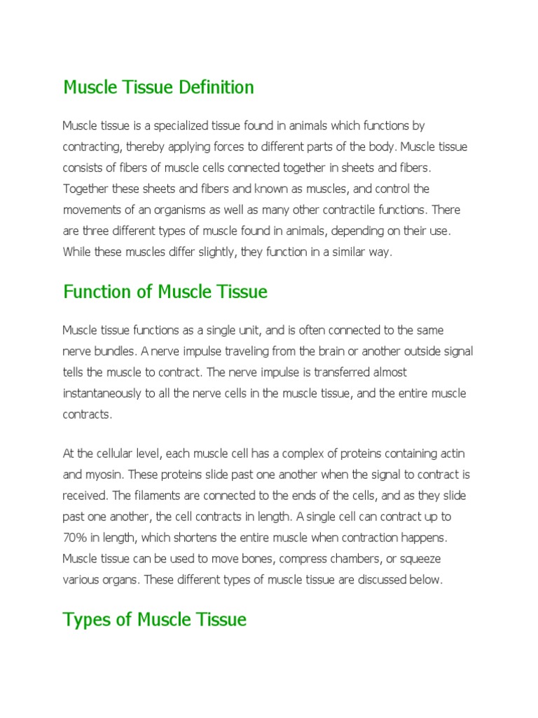 Understanding Muscle Tissue Basics | PDF | Skeletal Muscle | Muscle ...