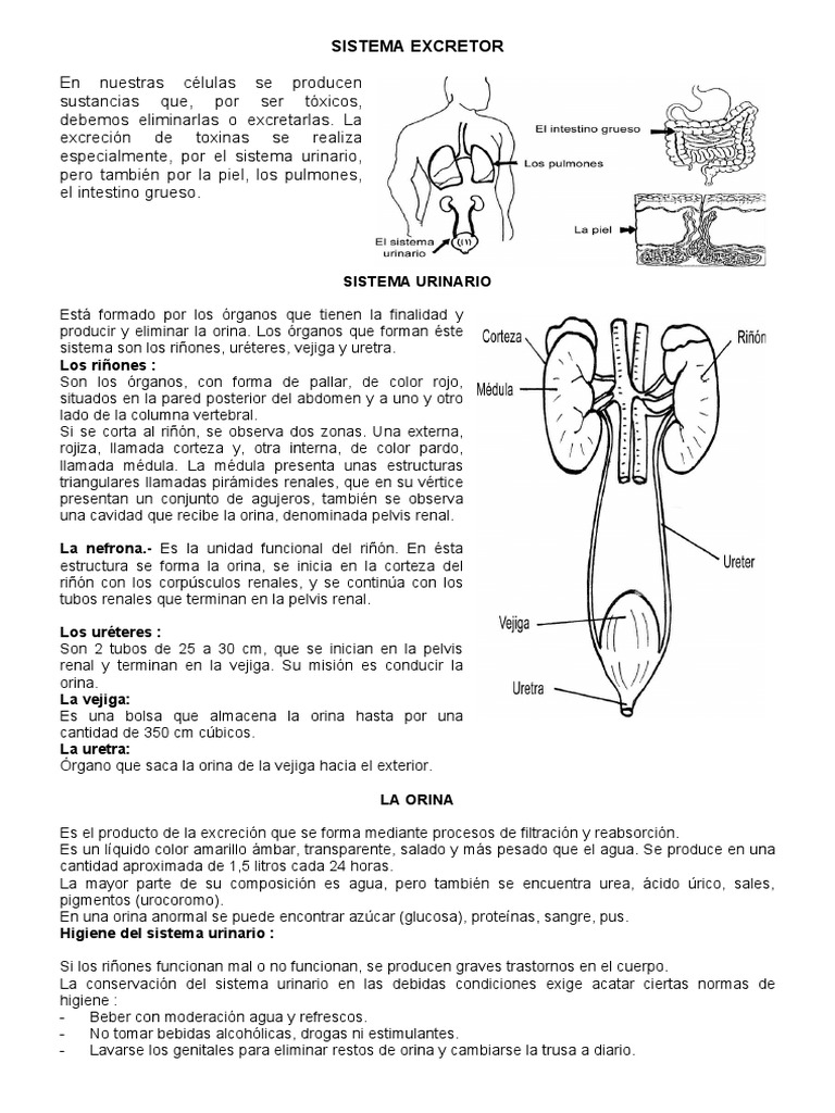 Sistema Excretor | PDF | Sistema urinario | Riñón