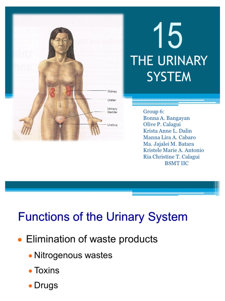 Chapter 15 Urinary System | PDF | Kidney | Angiotensin