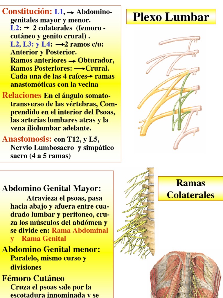 plexo lumbo sacro | Sistema musculoesquelético | Extremidades (anatomía)