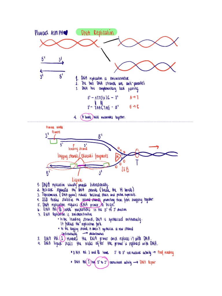 Replication, Transcription, and Translation | PDF