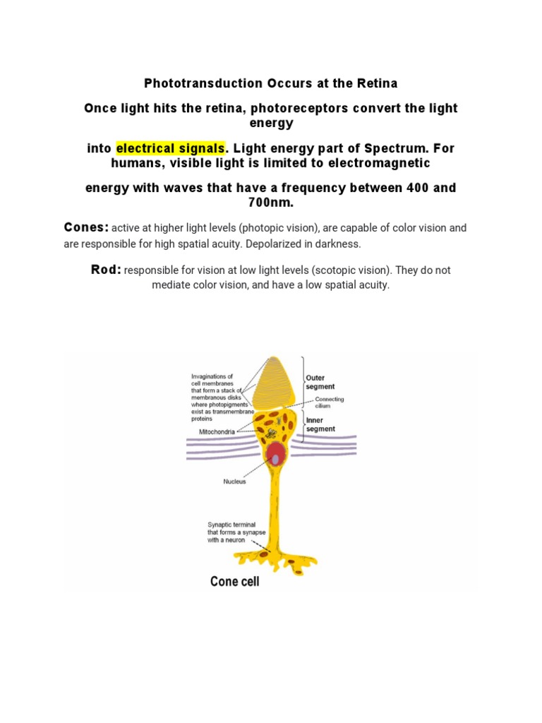 Phototransduction Occurs at The Retina | PDF | Retina | Visual System