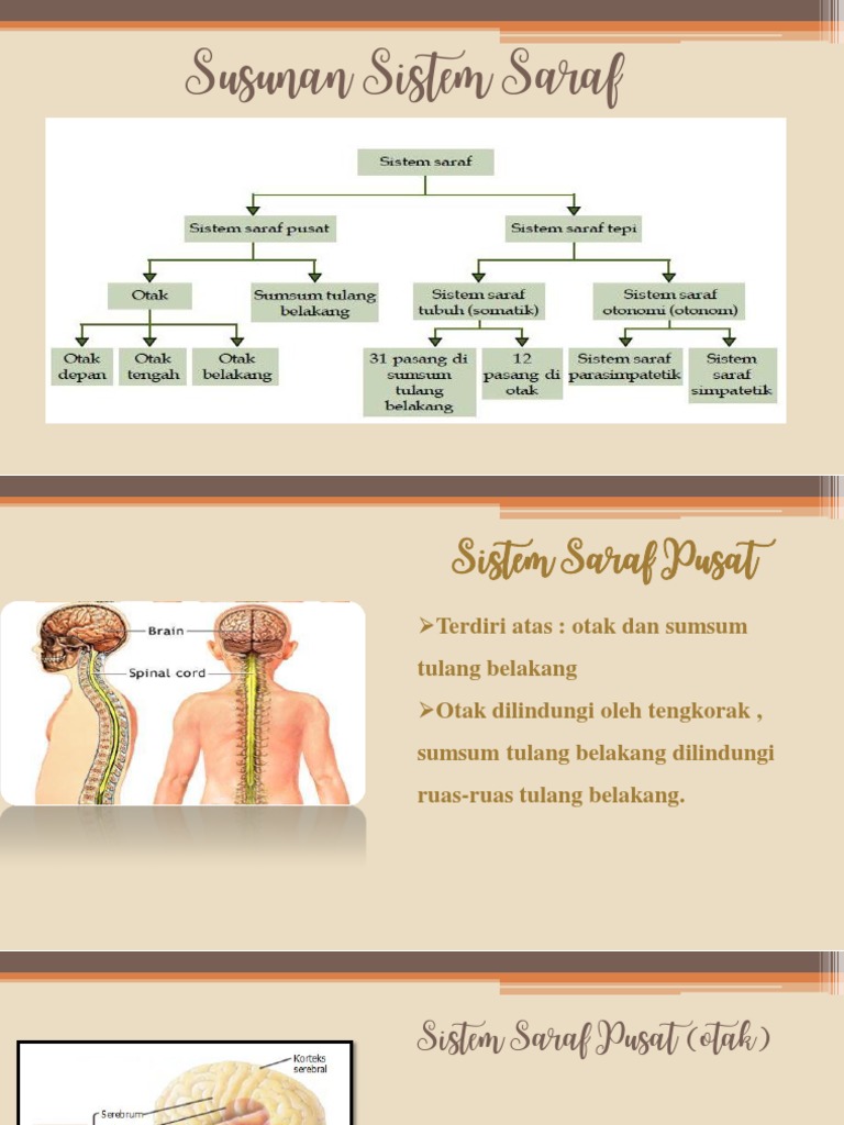 Sistem Saraf B | PDF