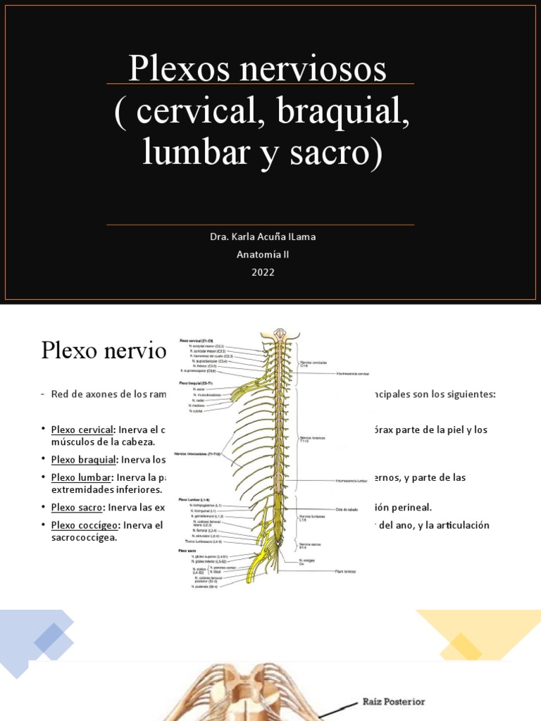 II Exámen - Semana 06 - Plexos Nerviosos | PDF | Nervio | Cabeza y cuello humanos