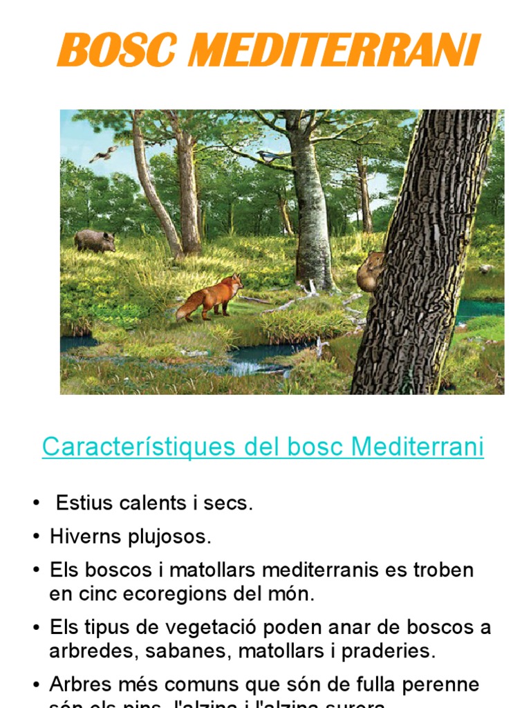Bosc Mediterrani | PDF