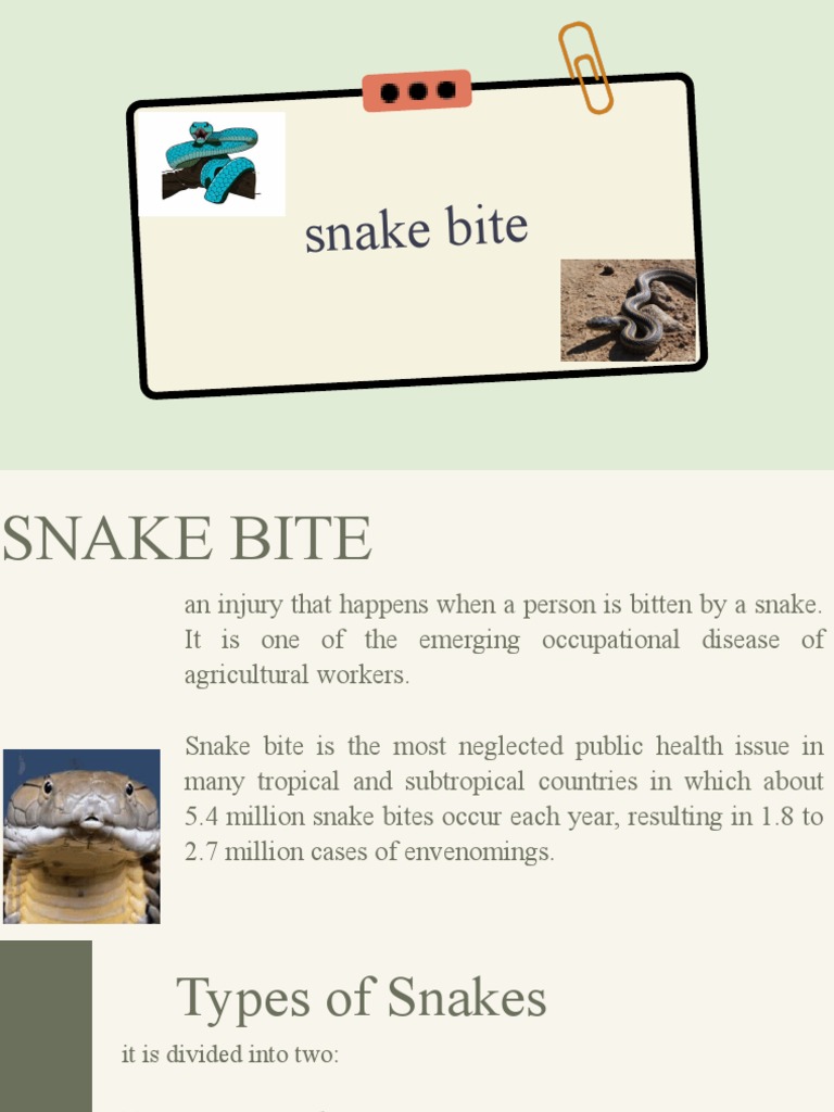 Snake Bite | PDF | Venom | Snake