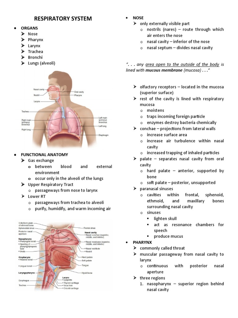 Respiratory System | PDF | Respiratory Tract | Lung