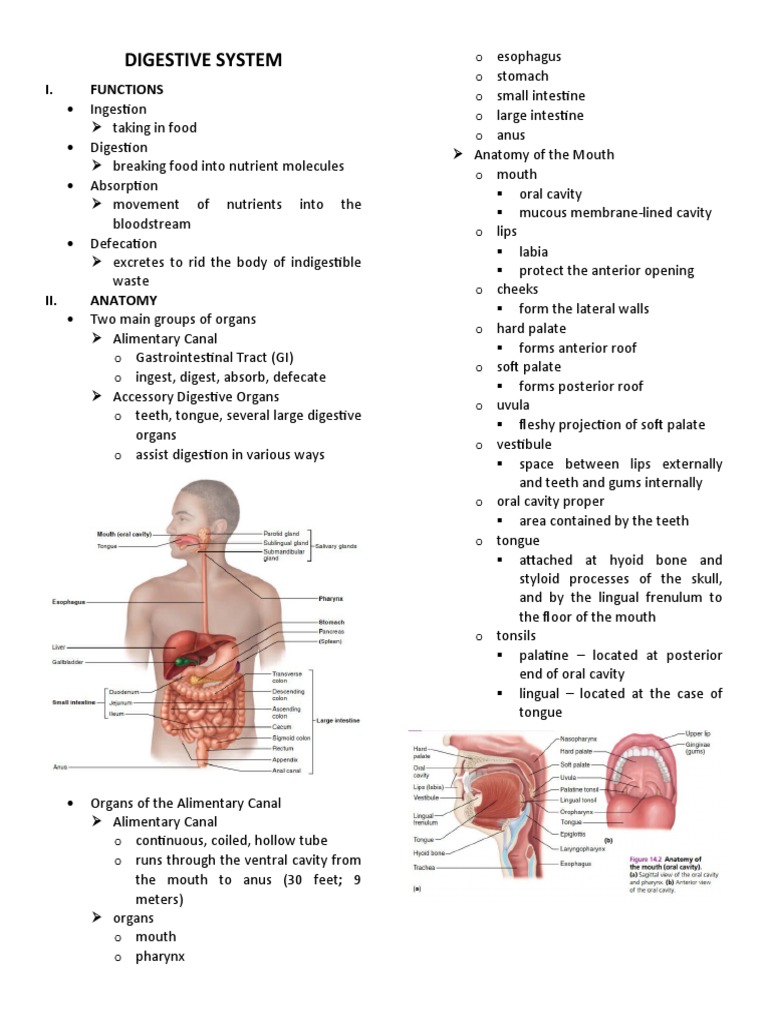 Digestive System | PDF | Stomach | Digestion