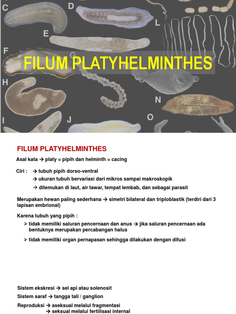 Cacing Hitam Pipih dalam Platyhelminthes | PDF