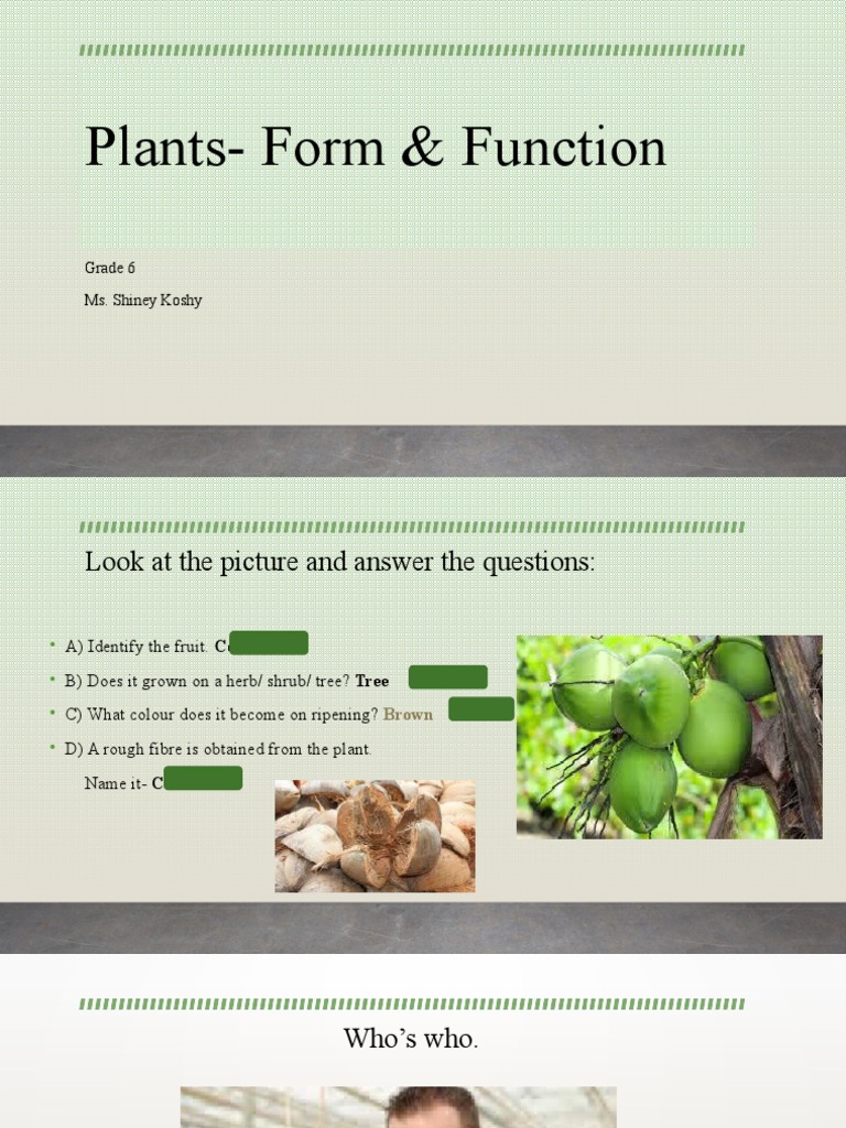 Plants - Form and Function | PDF | Leaf | Flowers