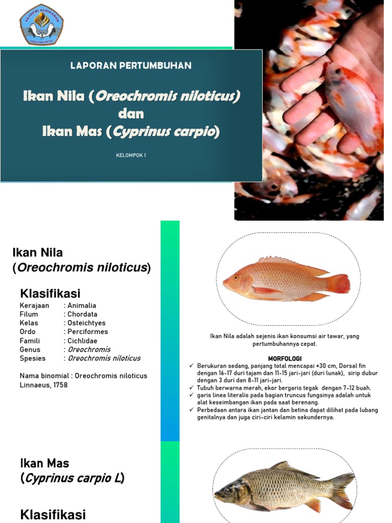 Laporan Pertumbuhan Pemeliharaan Ikan Nila (Oreochromis Niloticus) Dan ...
