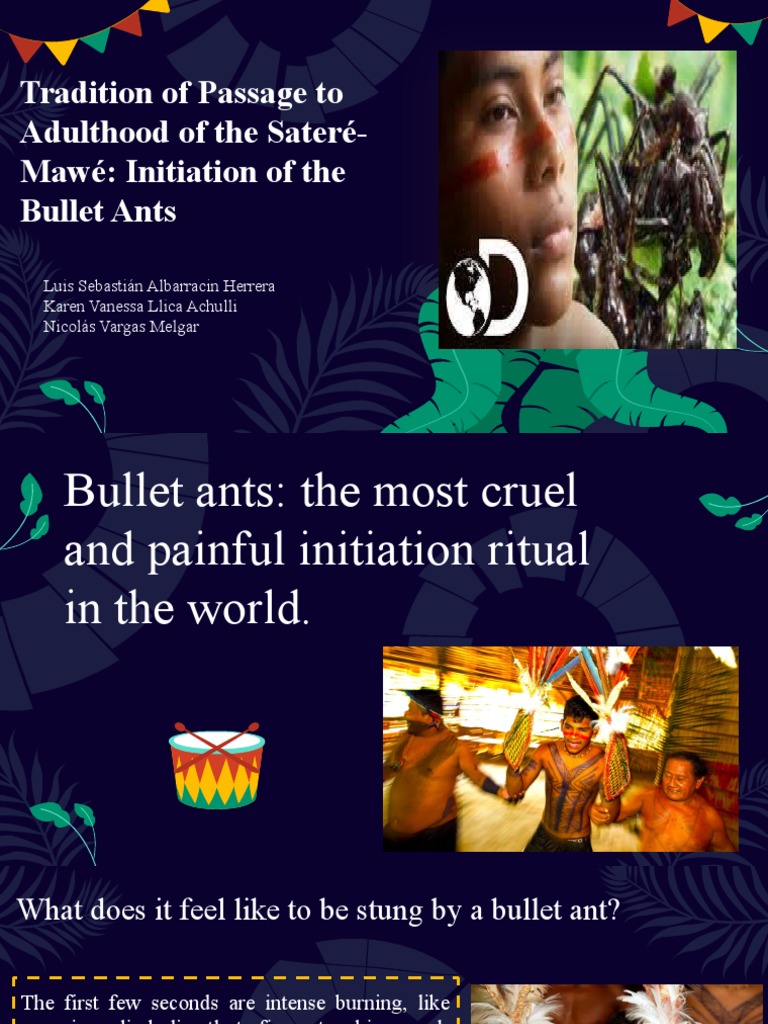 Tradition of Passage to Adulthood of the Sateré-Mawé Initiation of the Bullet Ants | PDF | Ant