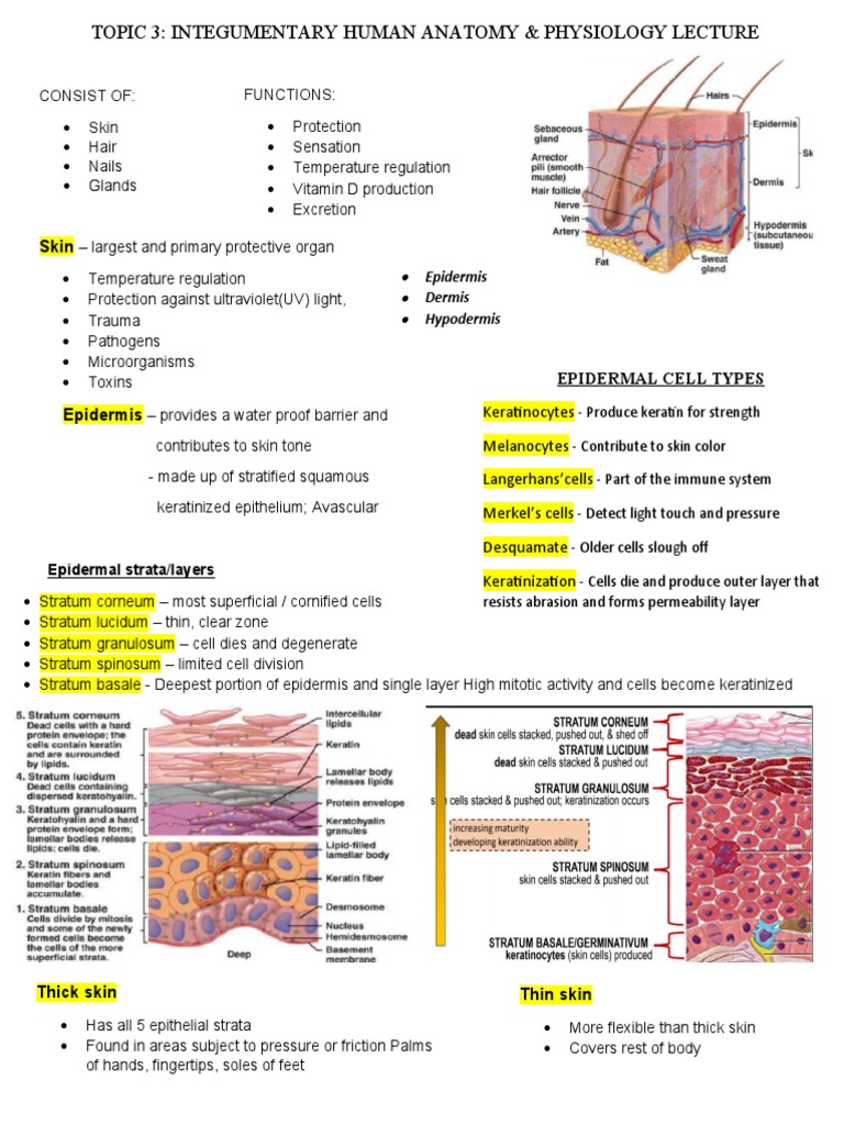 Anaphy Topic 3 Integral | PDF | Epidermis | Skin