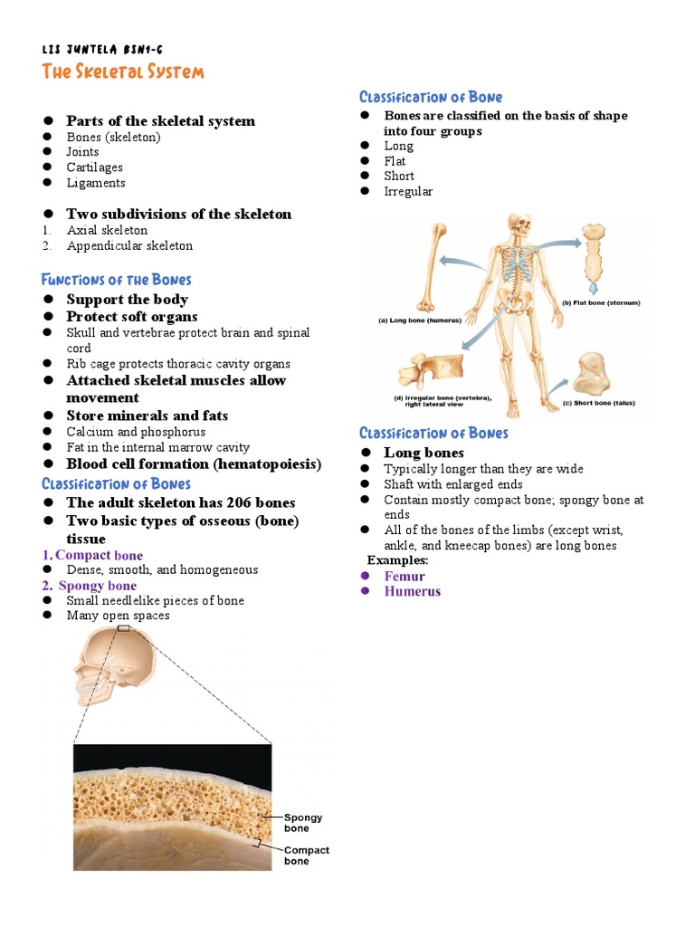 The Skeletal System | PDF | Bone | Skull