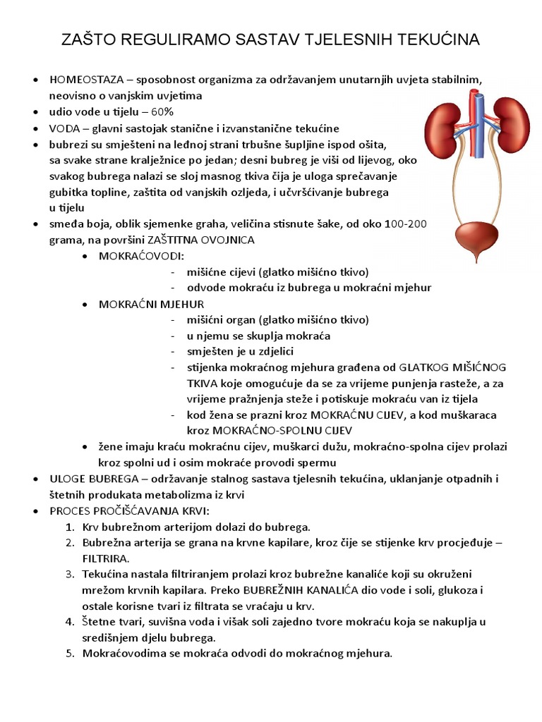 Zašto Reguliramo Sastav Tjelesnih Tekućina | PDF