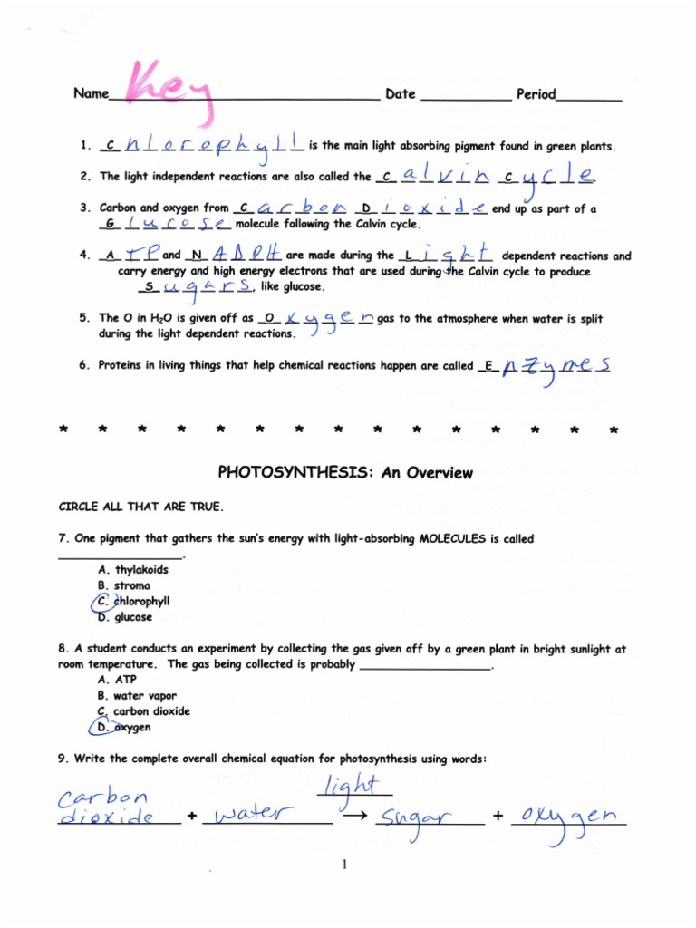 Photosynthesis Review Question Answer Key | PDF