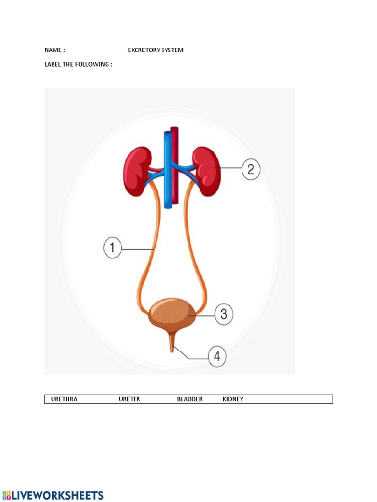 Excretory System | PDF