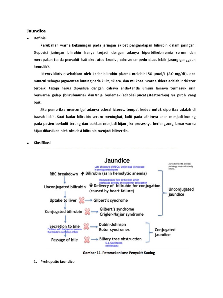 Jaundice | PDF