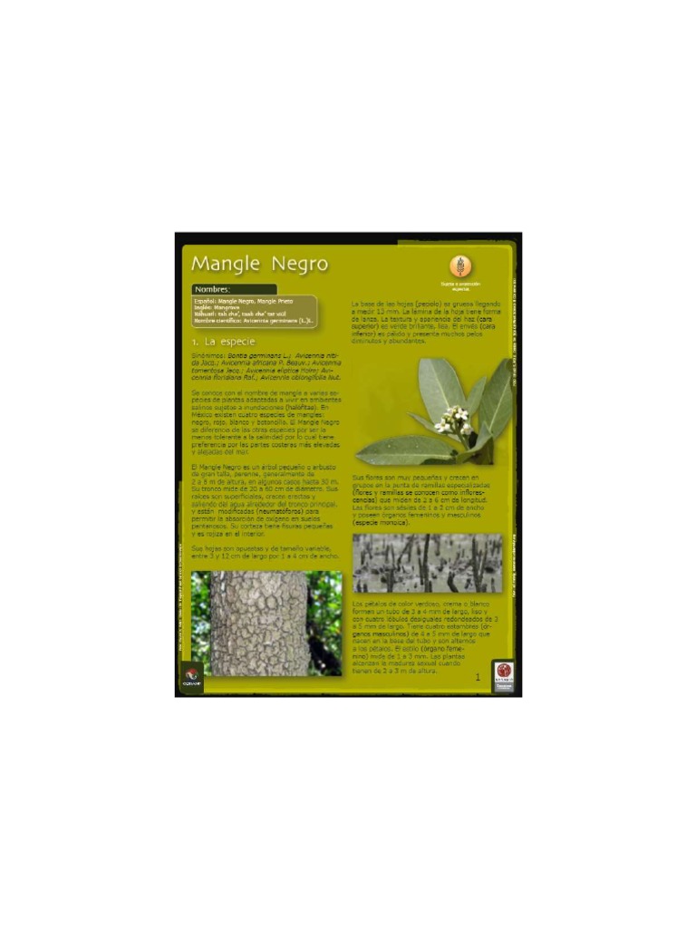 Mangle Negro Mexico | PDF