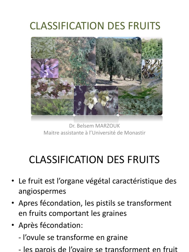 Classification des Fruits et Types | PDF