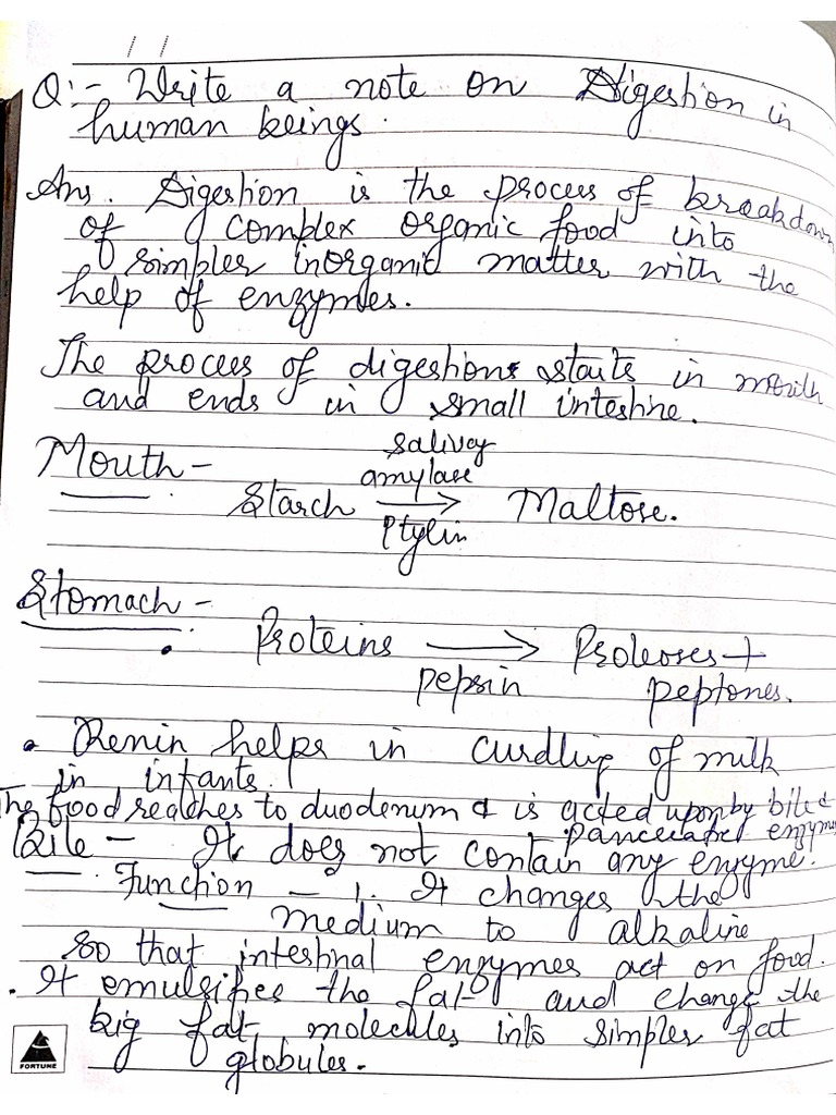 Human Disgestive System | PDF