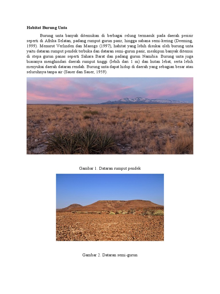 Habitat dan Adaptasi Burung Unta | PDF