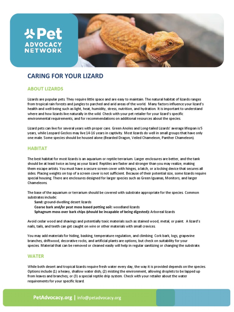 Lizard Care Sheet | PDF | Lizard | Thermoregulation