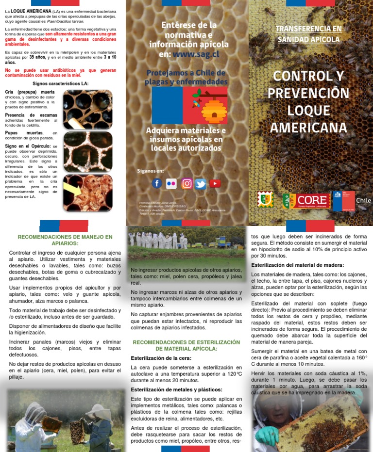 Triptico Prevencion Loque Americana v4 | PDF | Animales domesticados | Abejas