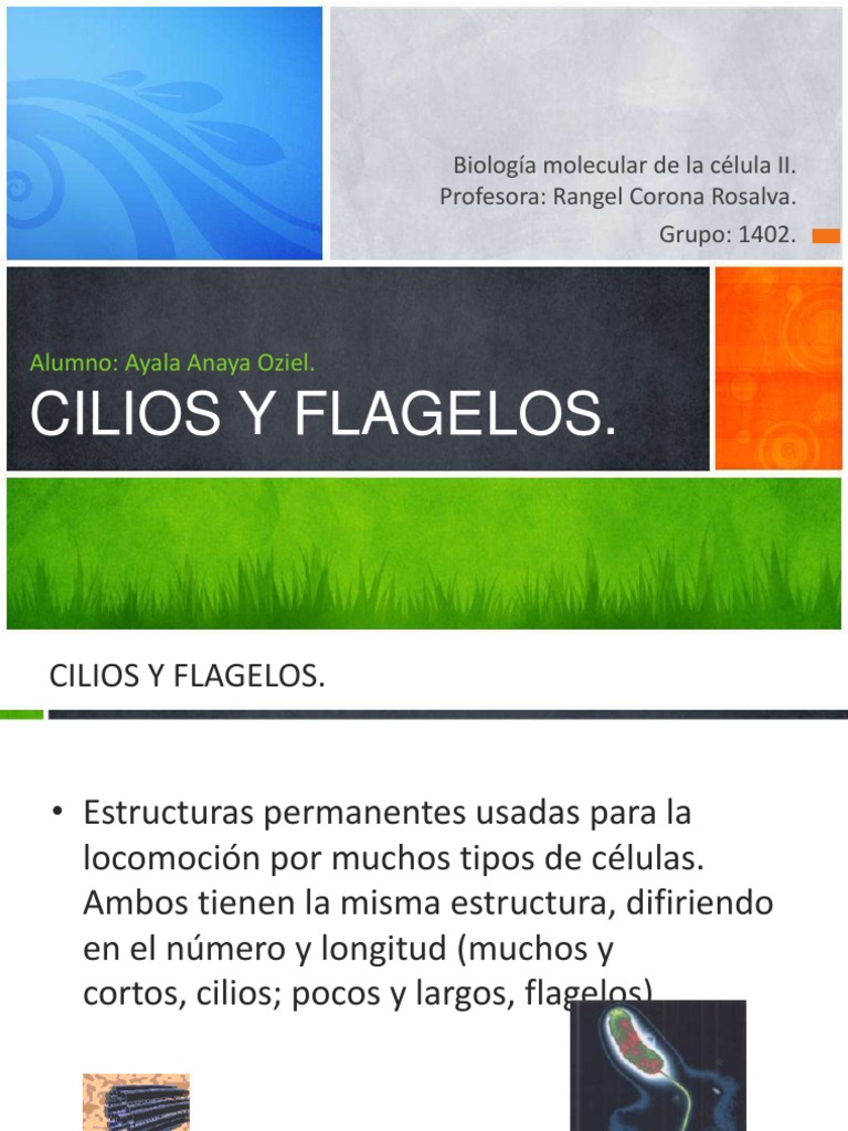 Cilios y flagelos: estructura y función | PDF | Microtúbulos | Biología ...