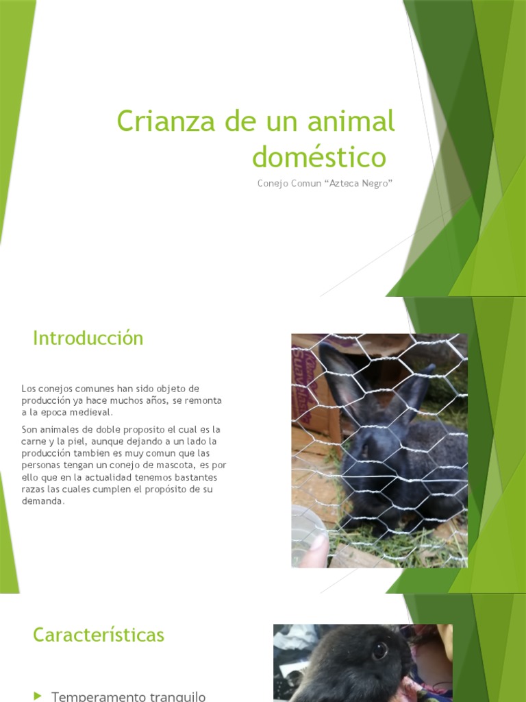 Conejo Azteca Negro | PDF