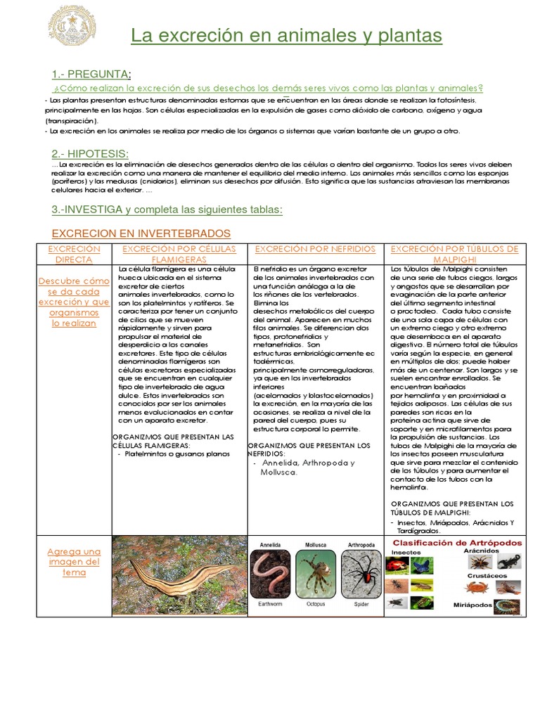 Aparato Excretor de Las Plantas y Animales | PDF | Excreción | Orina
