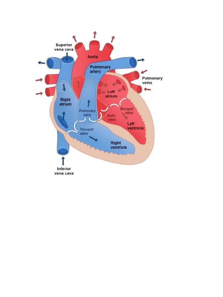 Heart Labelled Diagram | PDF