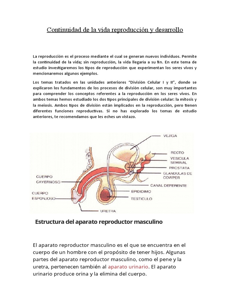 Aparato | PDF | Semen | Sistema reproductivo