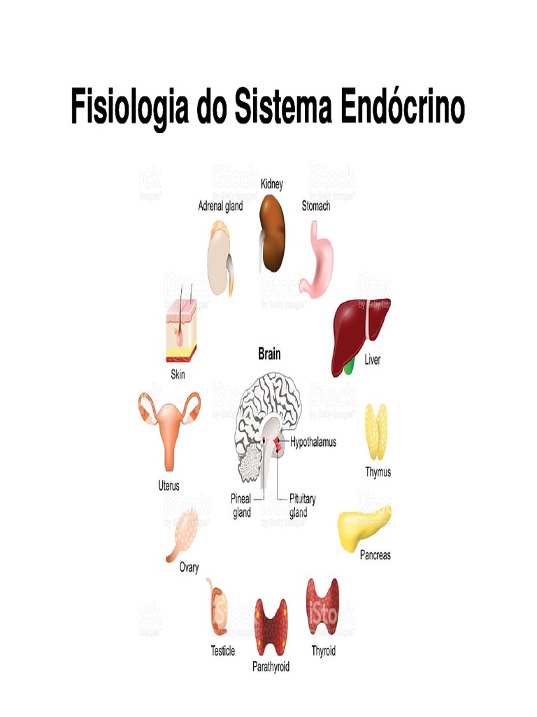 Sistema Endócrino I1 | PDF | Glândula pituitária | Estímulo (Fisiologia)