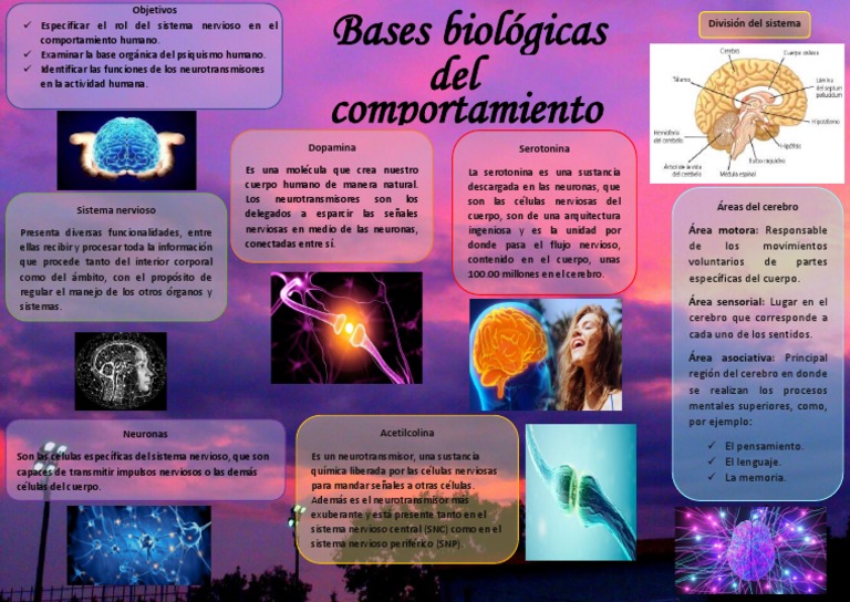 Infografía de Bases Biológicas Del Comportamiento - Adrian Rodriguez ...