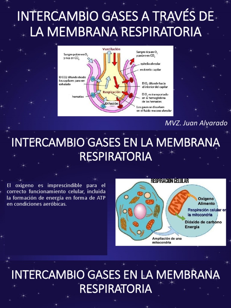 Intercambio Gaseoso | PDF | Respiración | Sistema respiratorio