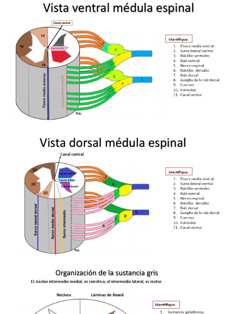 Organización funcional de la médula espinal: sustancias, núcleos y tractos | PDF | Médula ...