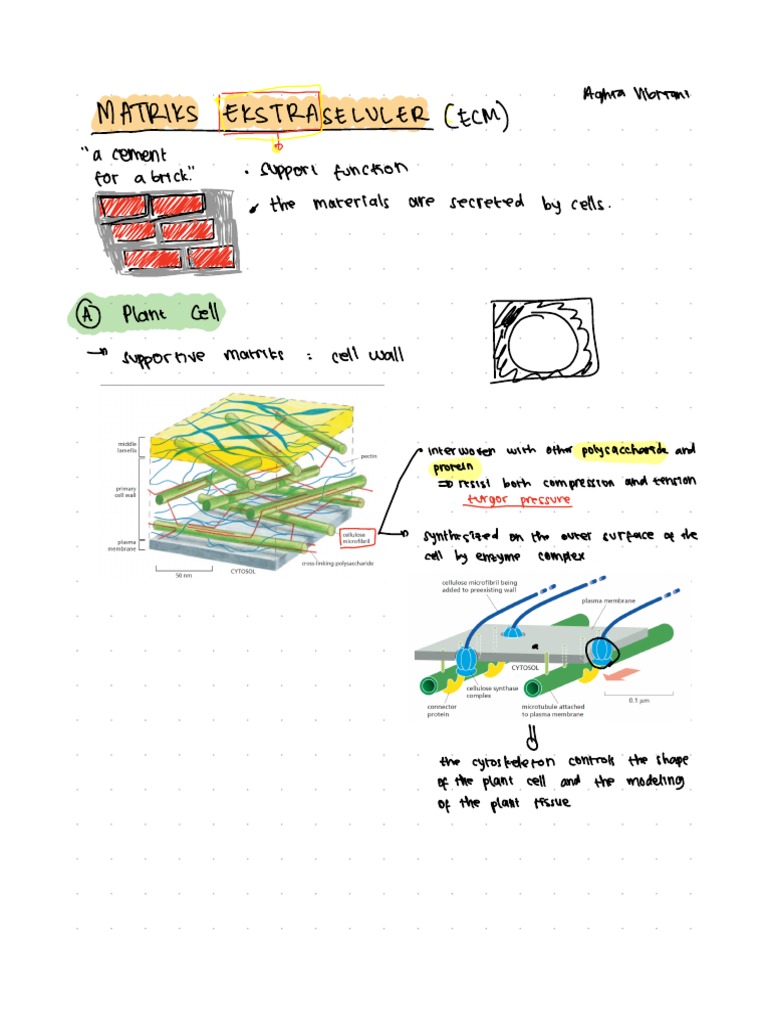 Plant and Animal Cell Structures | PDF | Extracellular Matrix | Tendon