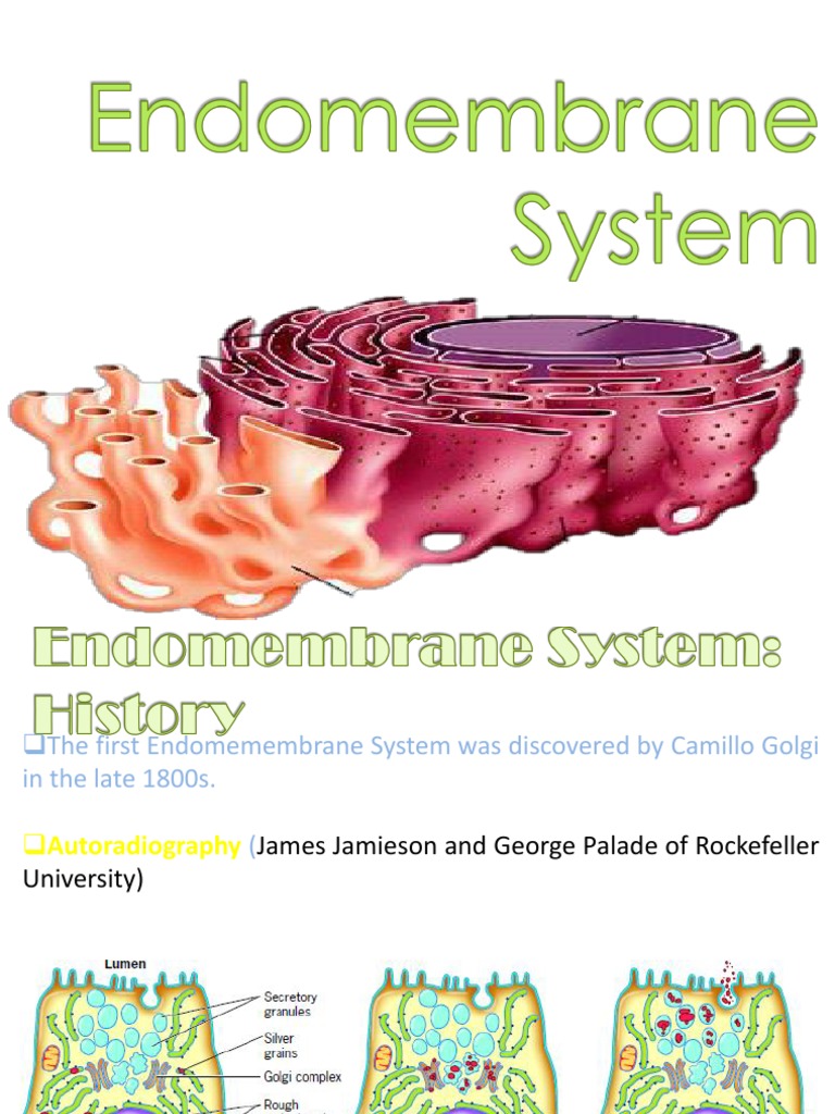 Endomembrane System | PDF | Endoplasmic Reticulum | Cell Membrane