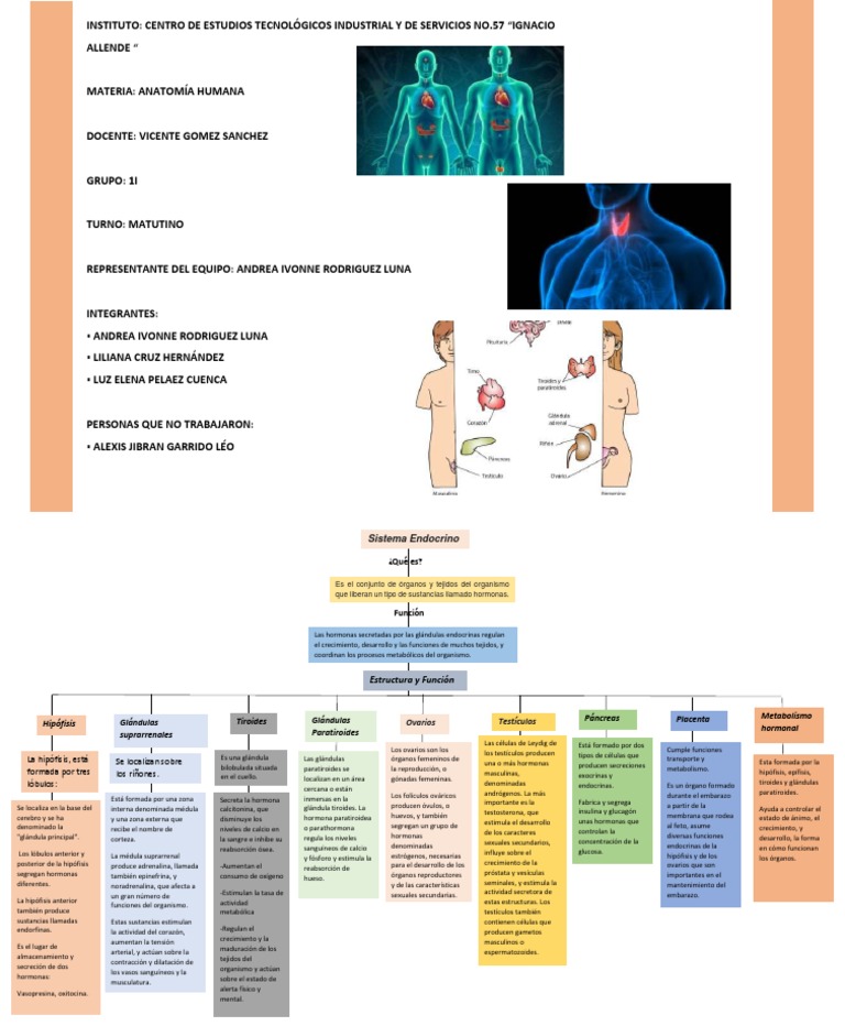 Sistema Endocrino.2 | PDF | Sistema endocrino | Glándula pituitaria