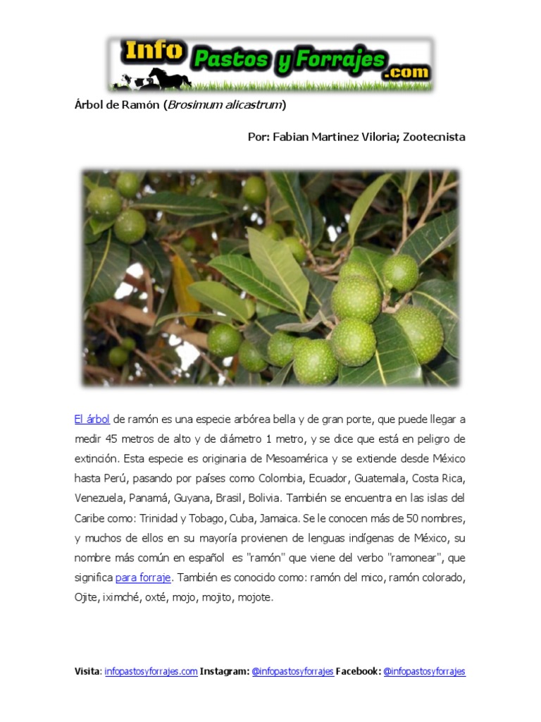 Ficha Técnica de Árbol de Ramón (Brosimum Alicastrum) | PDF | Agricultura | Comida y bebida
