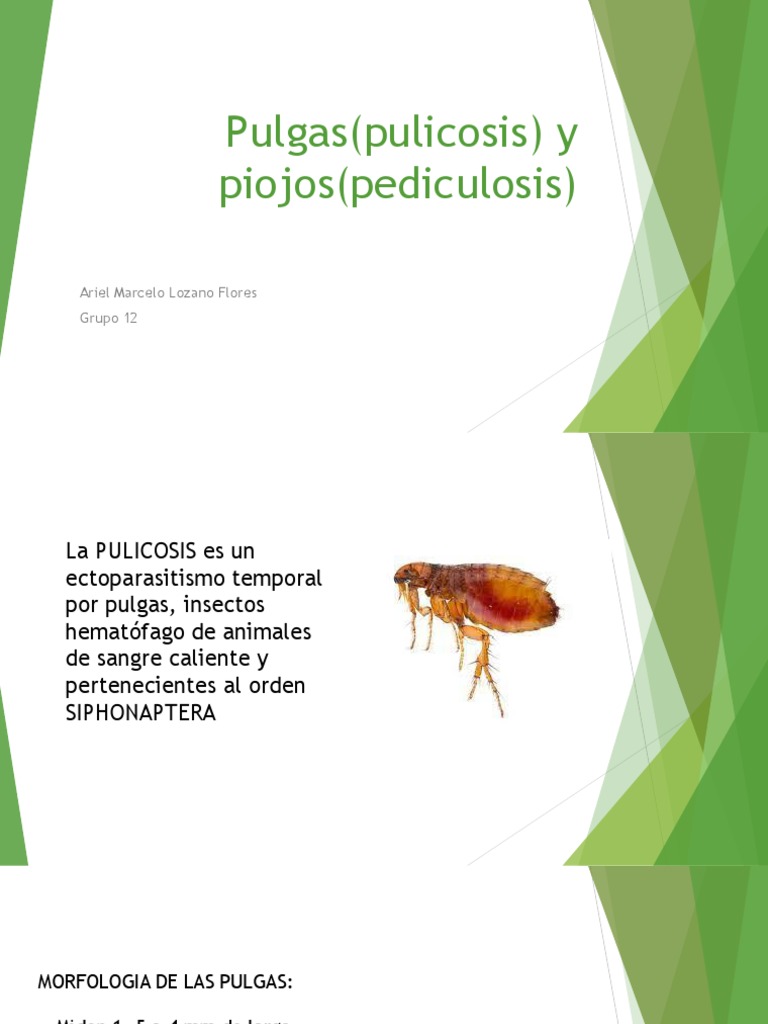 Pulgas (Pulicosis) y Piojos (Pediculosis) | PDF