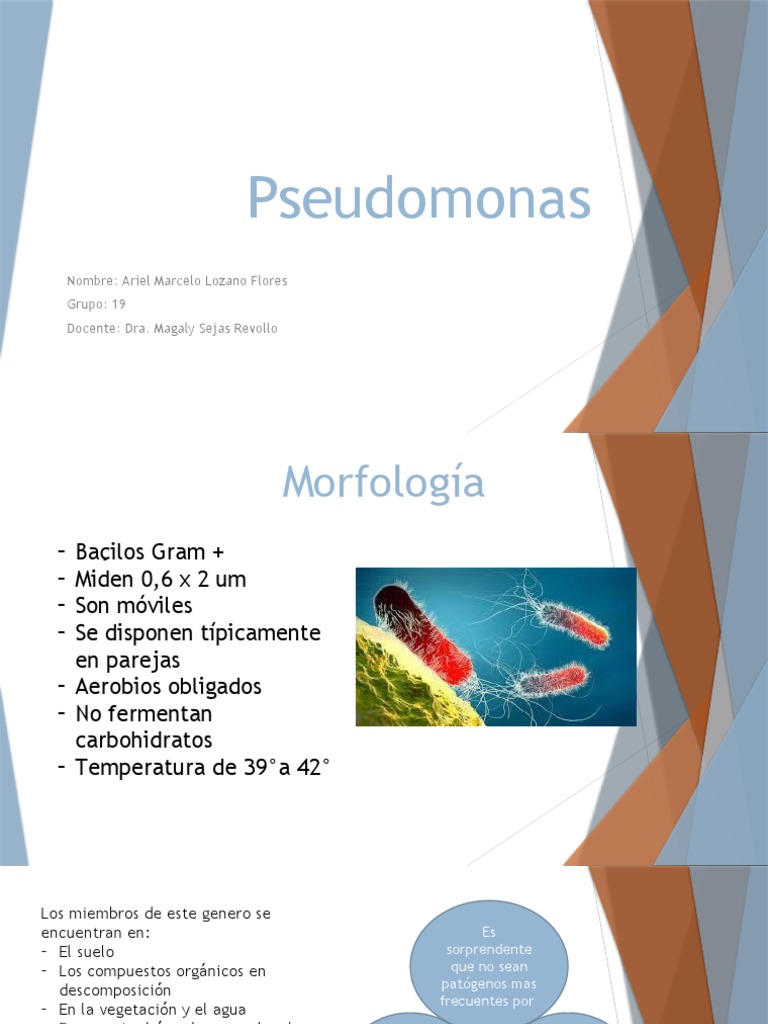 Pseudomonas | PDF | Pseudomonas | Pseudomonas Aeruginosa