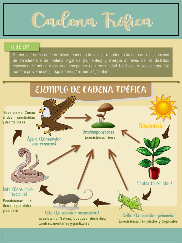 Cadena Trófica | PDF