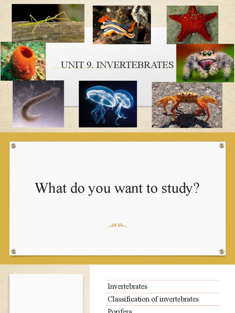 Invertebrate Study Guide | PDF | Octopus | Invertebrate
