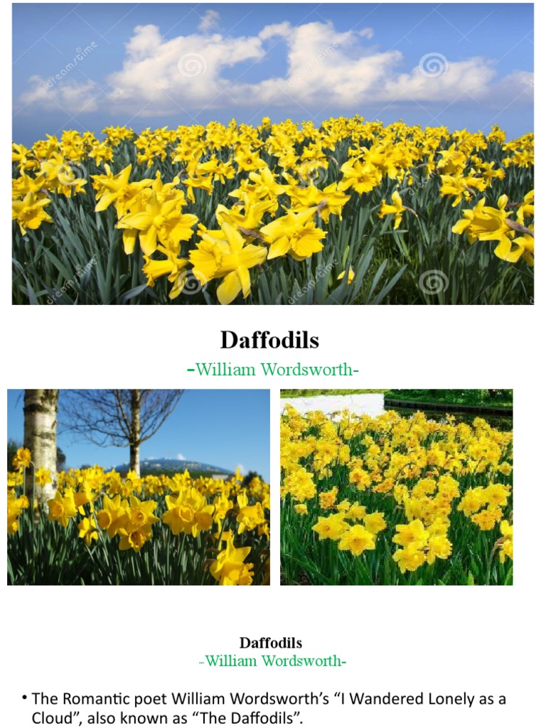 Daffodils - William Wordsworth | PDF | Poetry
