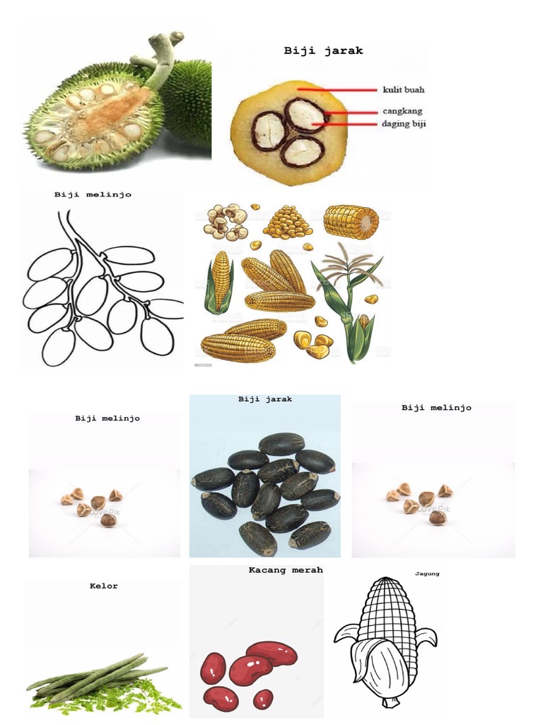 Biji Dan Buah | PDF